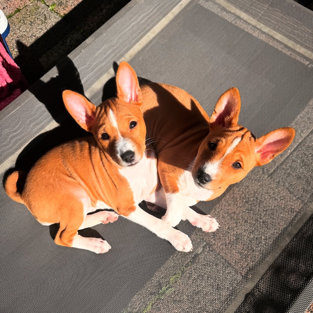 Home | Redtri Basenjis